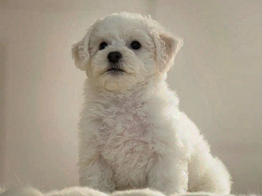 Бишон фризе