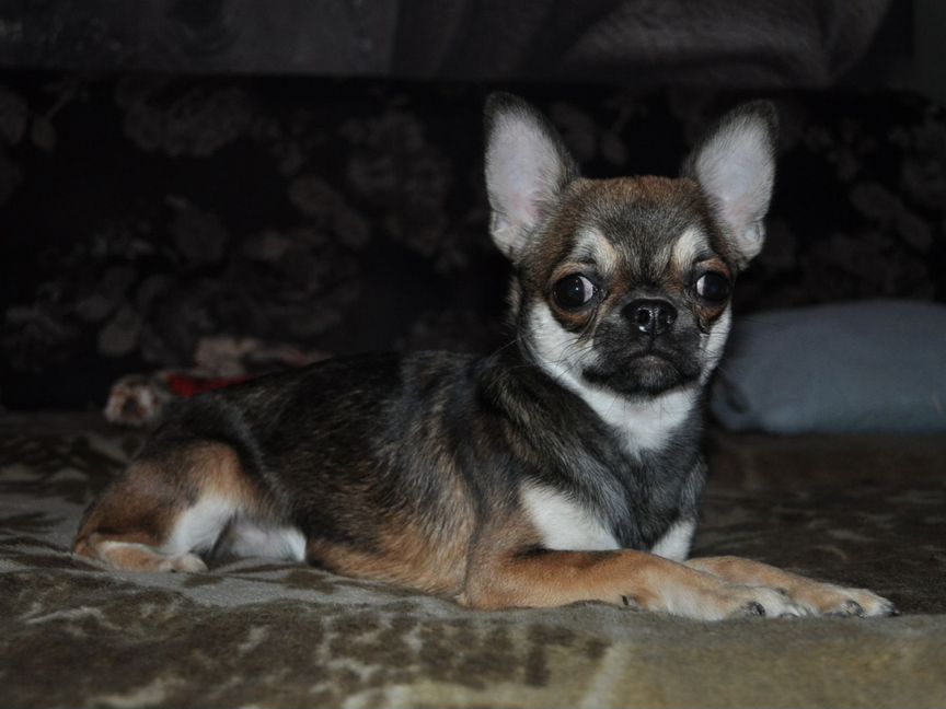 Чихуахуа(мальчик подросток)