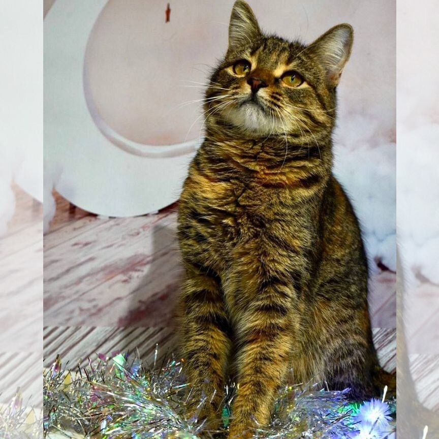 Маленькая кошка Рыся ищет дом в дар бесплатно