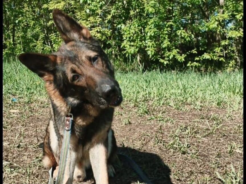 Овчарка. Молодой пёс в добрые руки