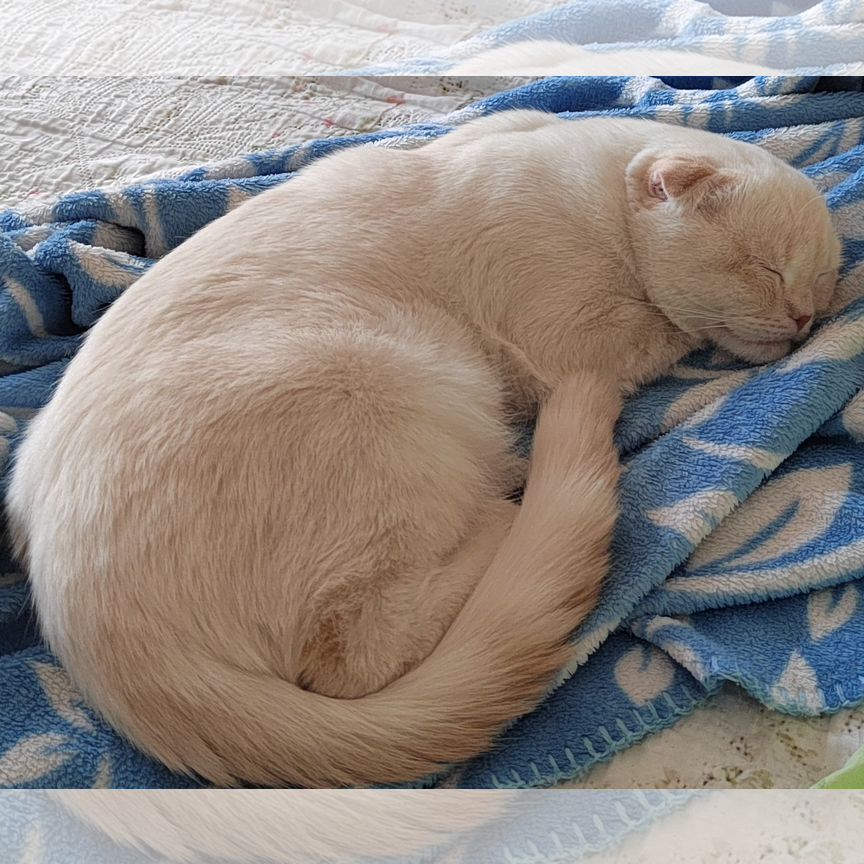 Шотландский вислоухий короткошёрстный котёнок
