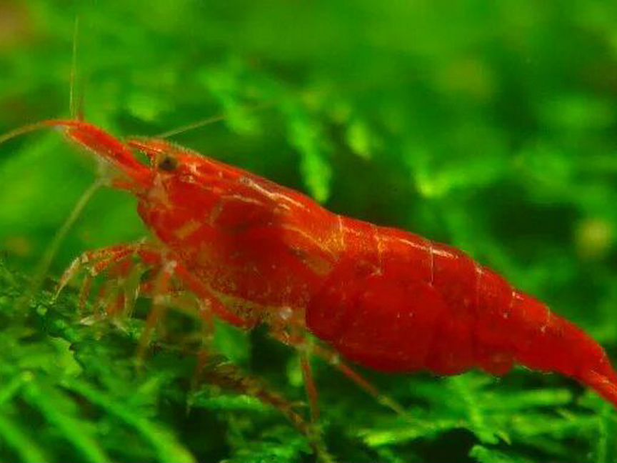 Аквариумные креветки chery