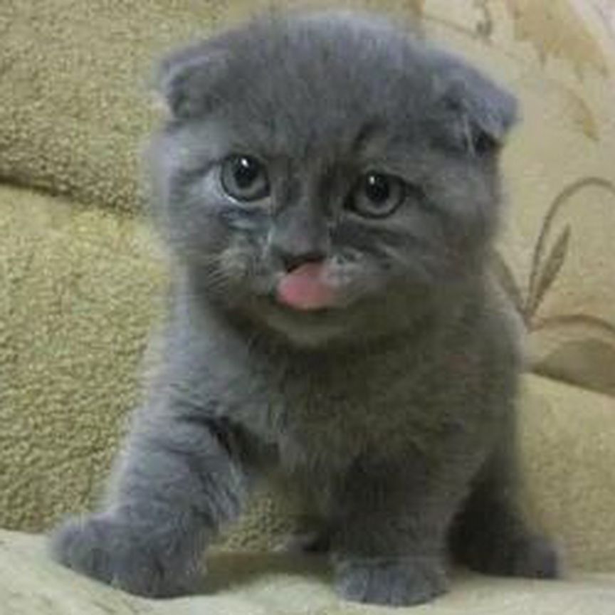 Шотландские кошечки