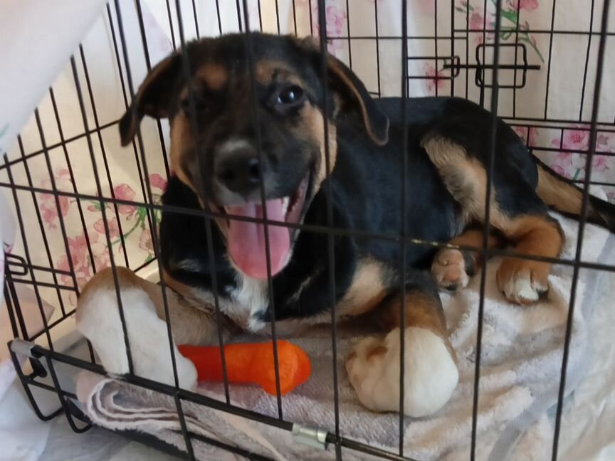 Кобель щенок 4 мес, в добрые руки