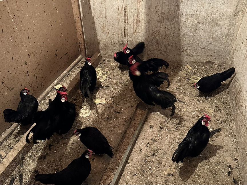 Куры бентамки