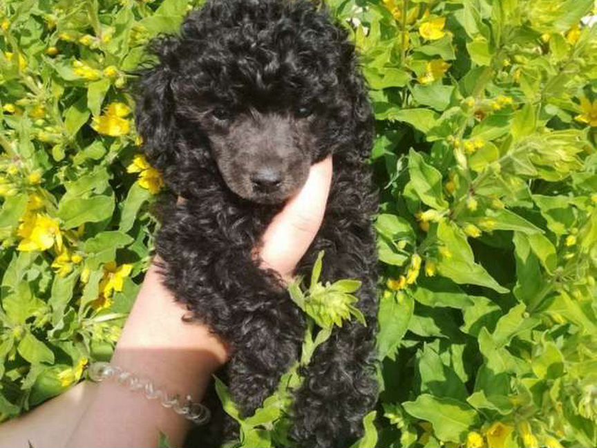 Настоящие тойчики