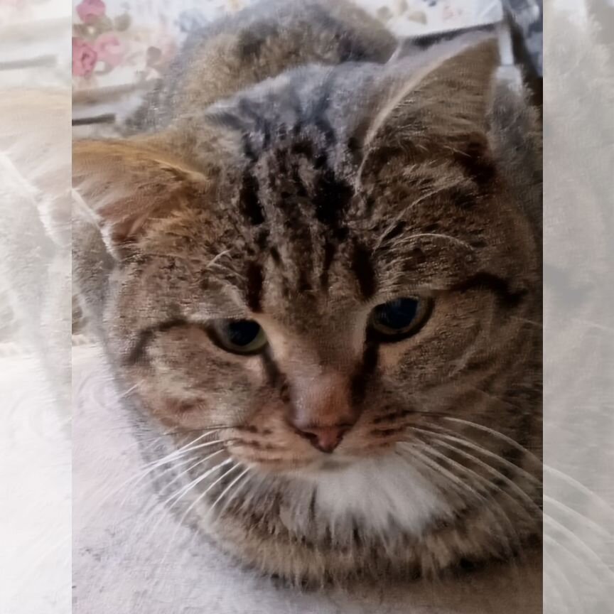 Взрослая кошка в добрые руки