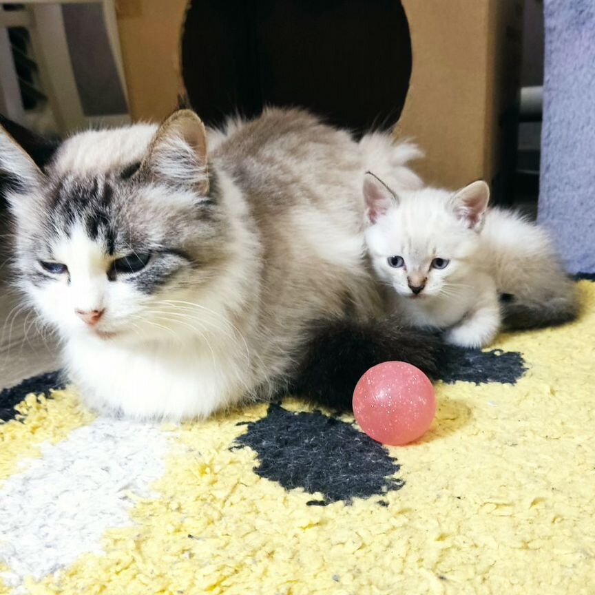 Умные котята
