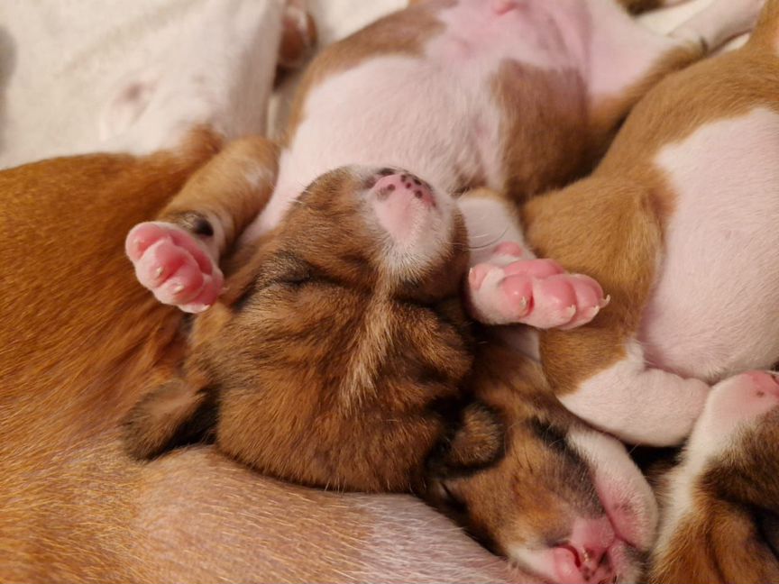 Щенки бассенджи