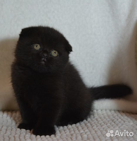 Черный котик вислоухий