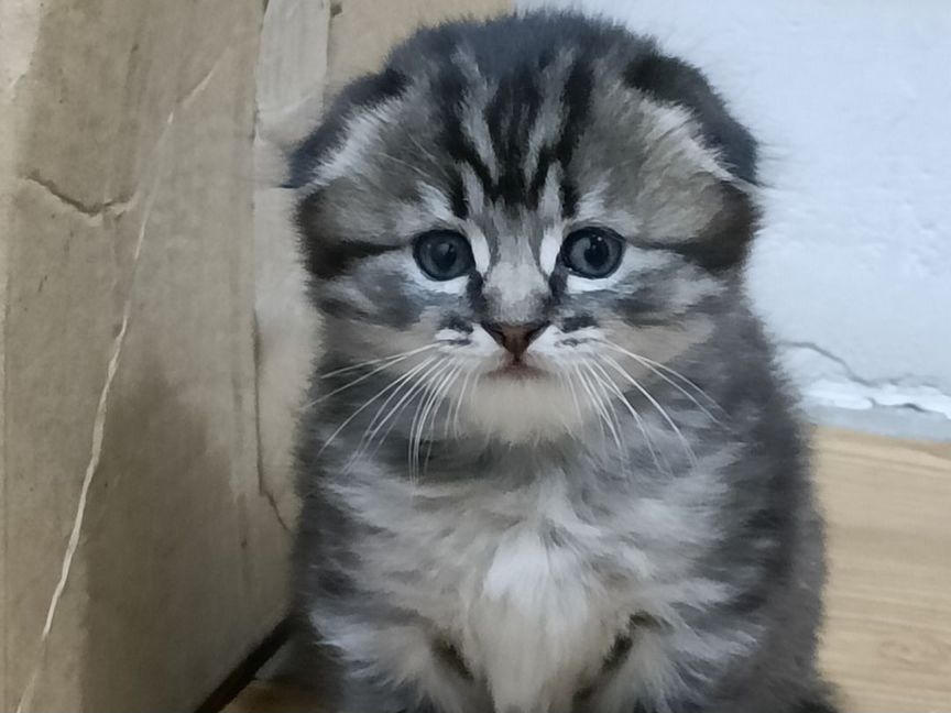 Шотландская вислоухая