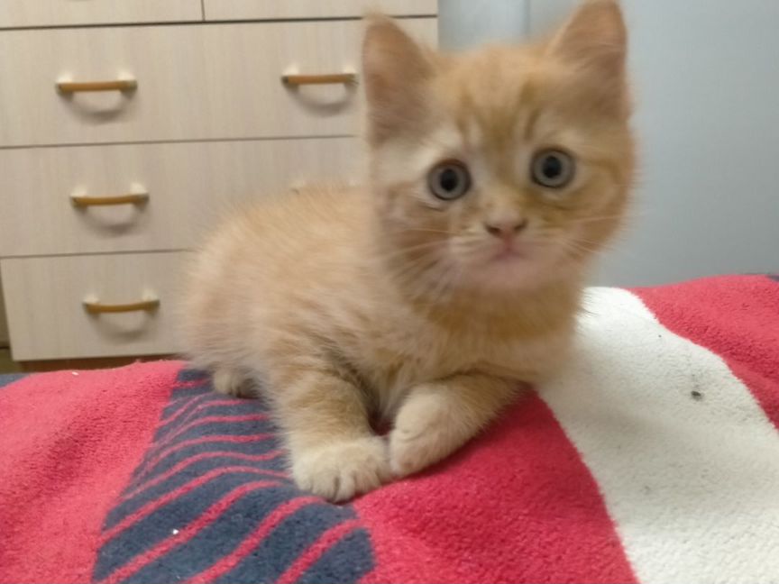 Рыжий котёнок в добрые руки