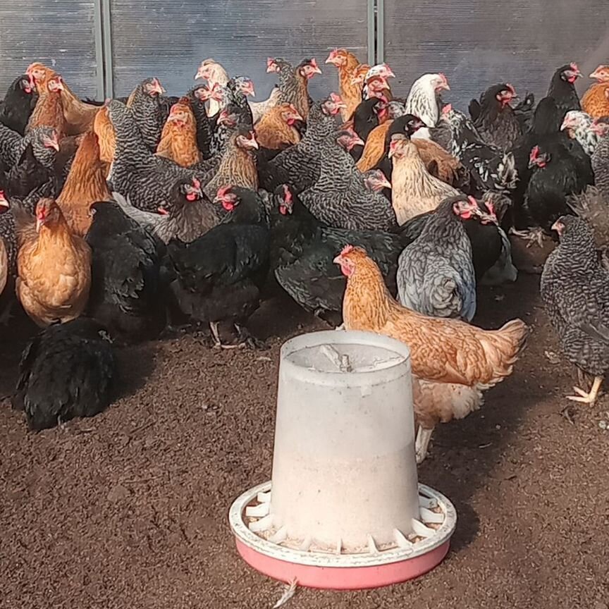 Куры молодки несушки