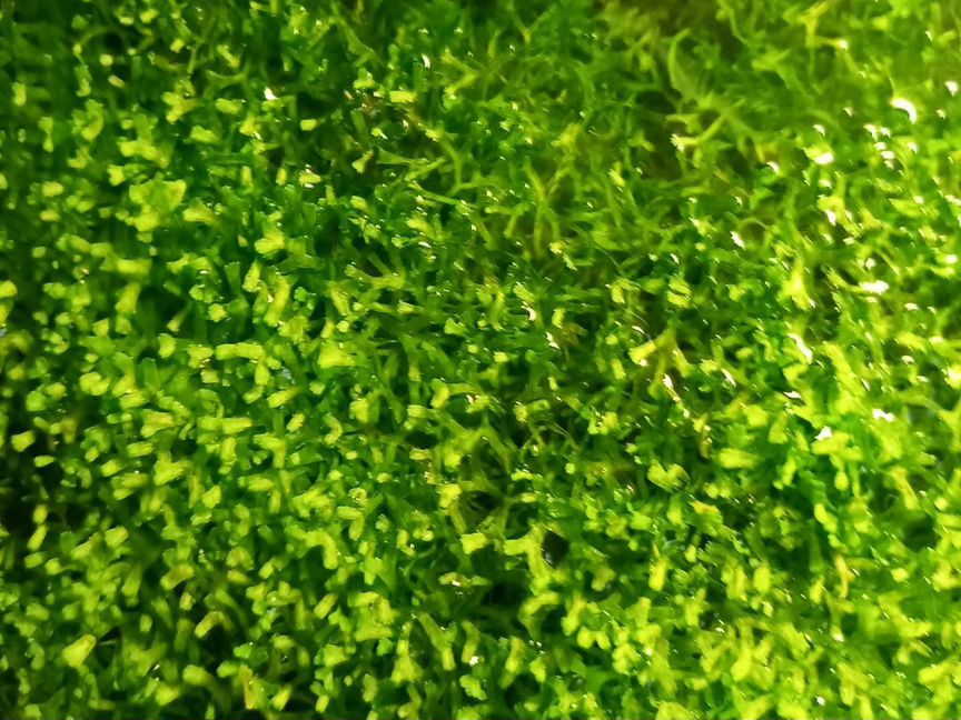 Растение Риччия для аквариума