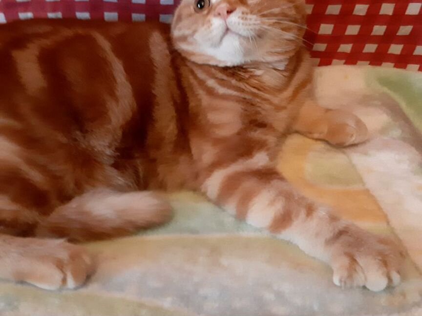 Шотландский котик
