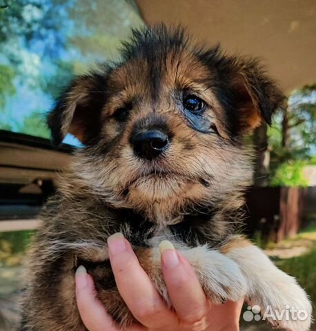 Щенки, бородатики, бесплатно