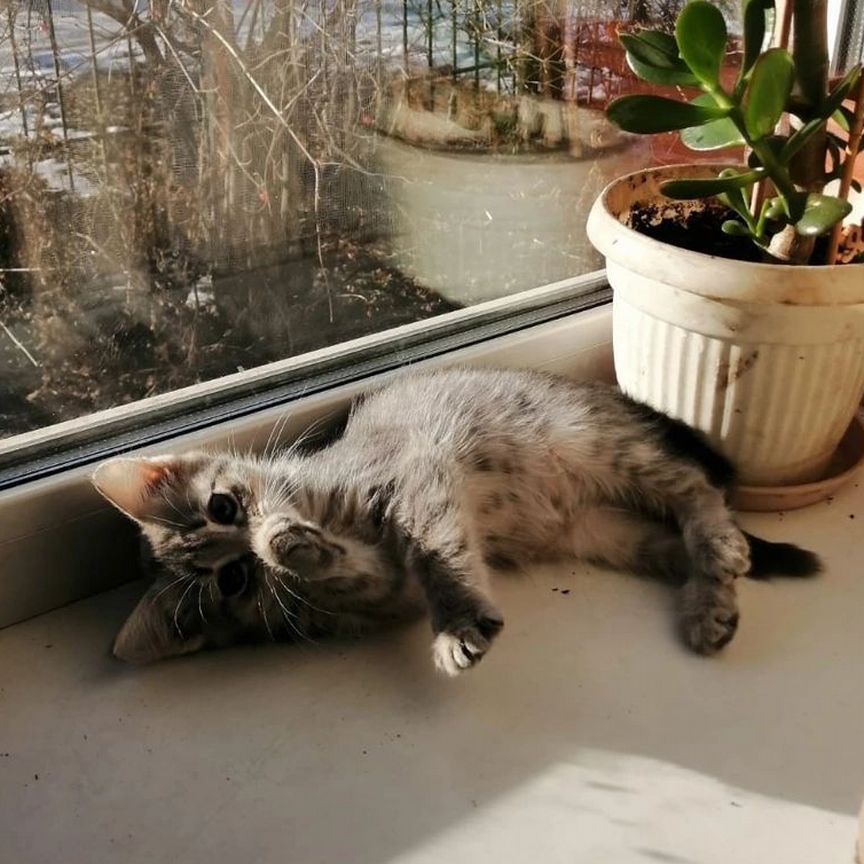 Котята