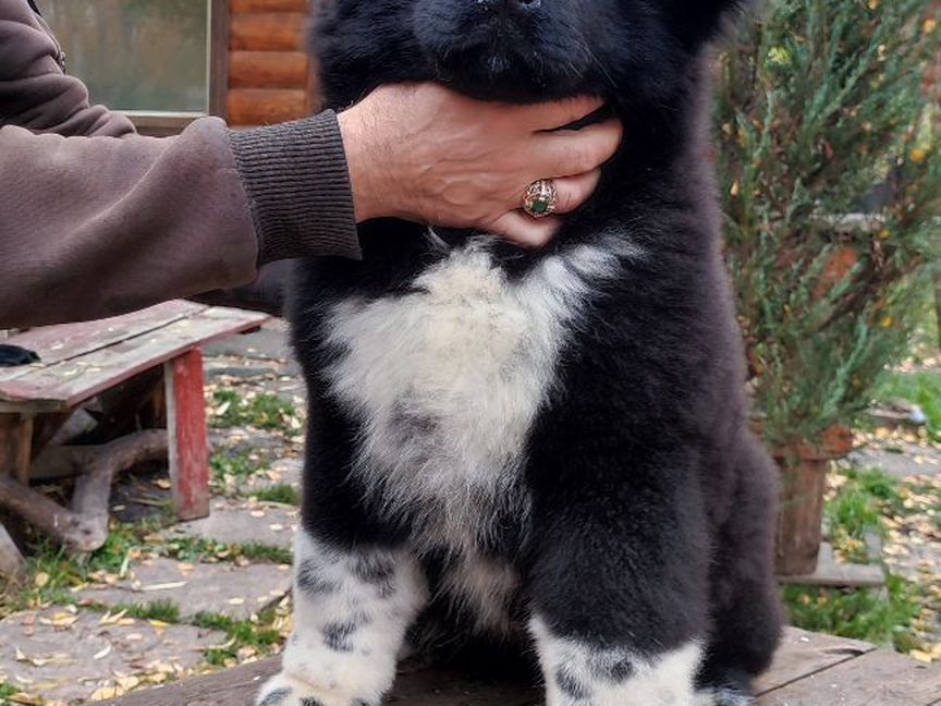 Дш детка Боня