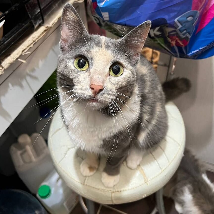 Взрослая, Девочка кошка в добрые руки