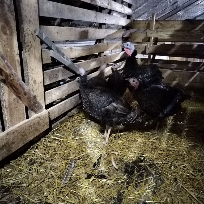 Индюк домашний