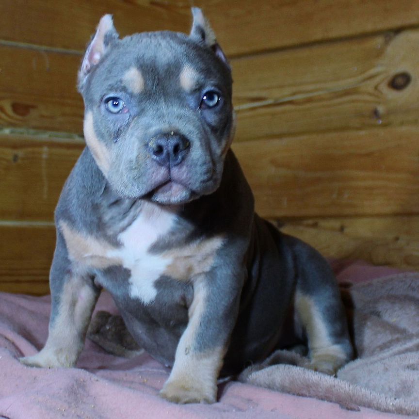 Американский булли, щенок