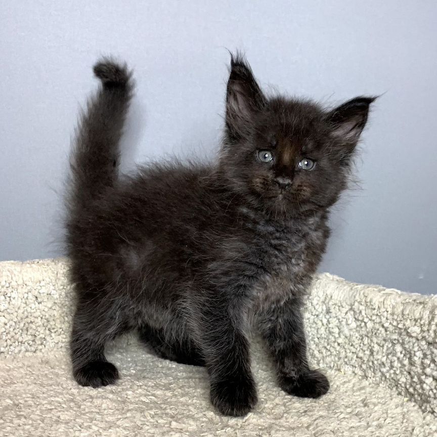 Maine Coon