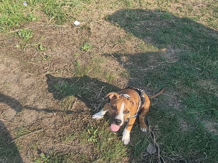 Вязка стафф