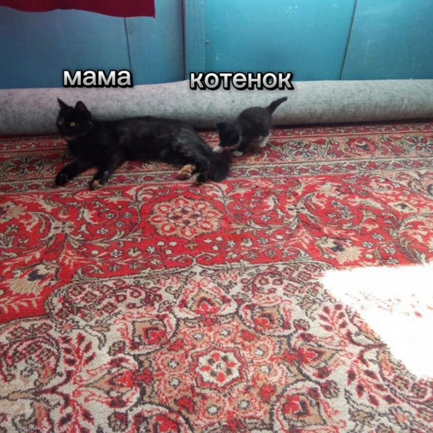 Котенок в дар
