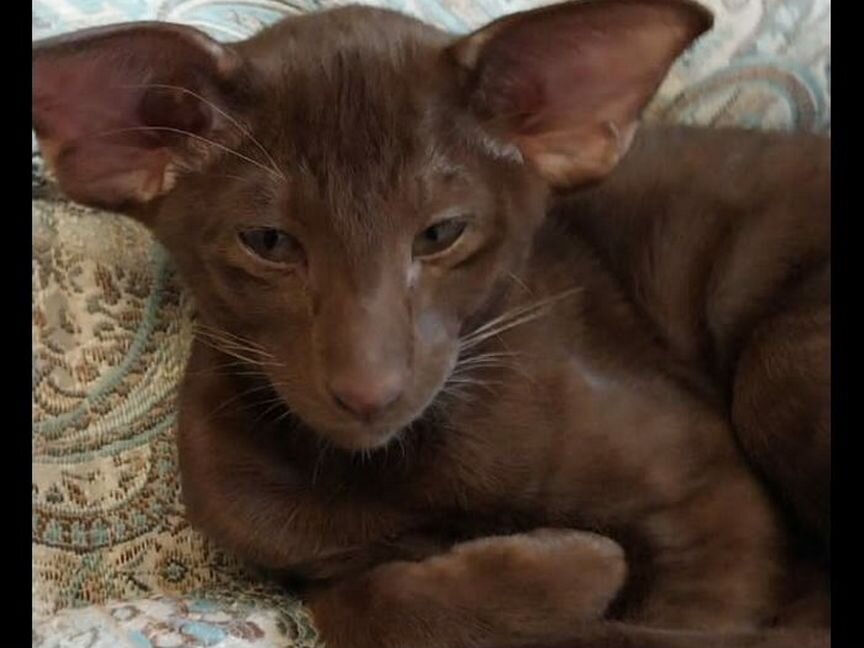 Ориентальный кот экстрим