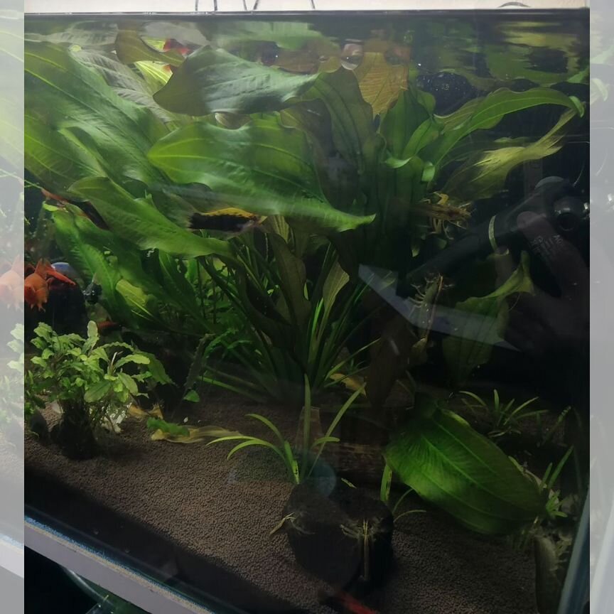 Эхинодорус большой