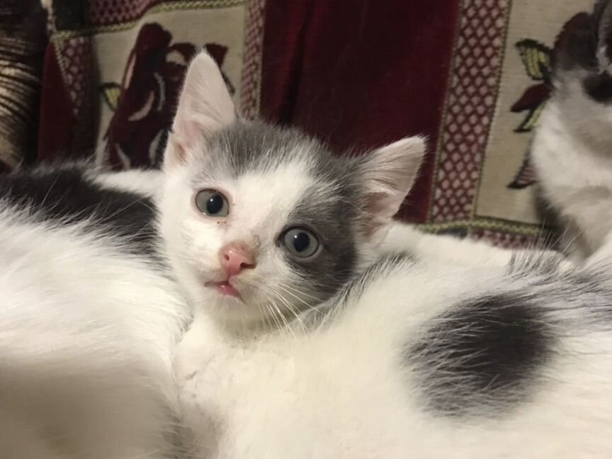 Котята в добрые руки бесплатно