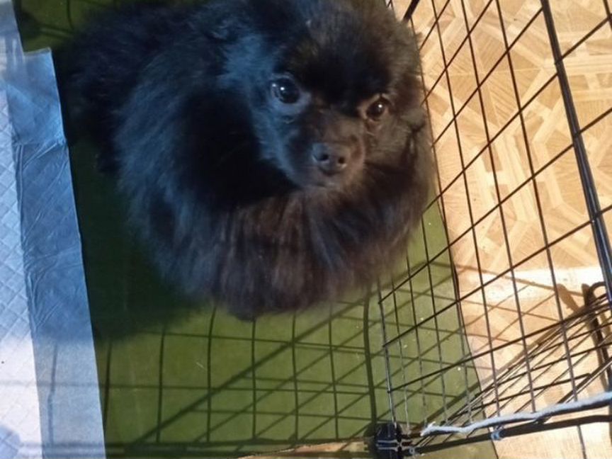 Продам немецкий шпиц