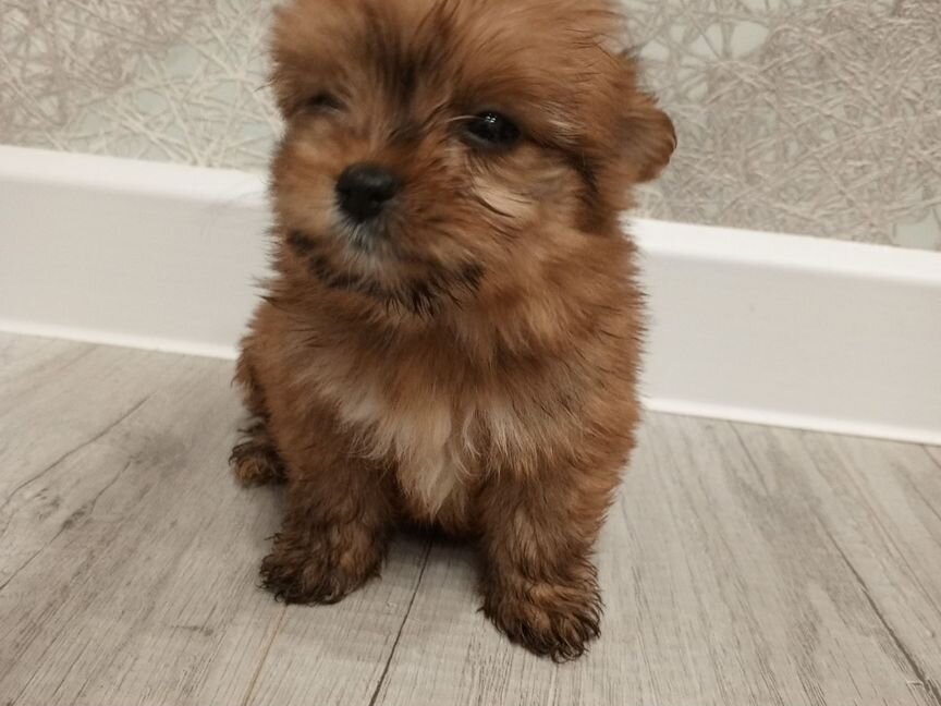 Щенки йорширский терьер