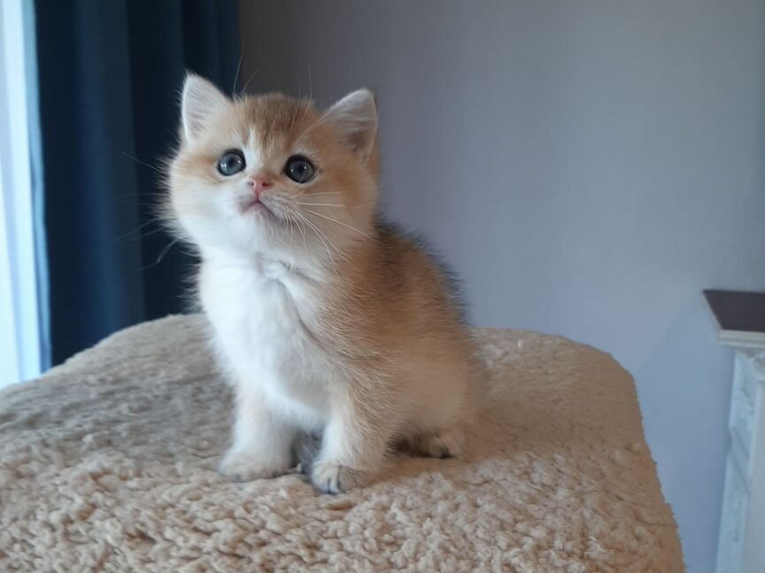 Кошка золотая шиншилла