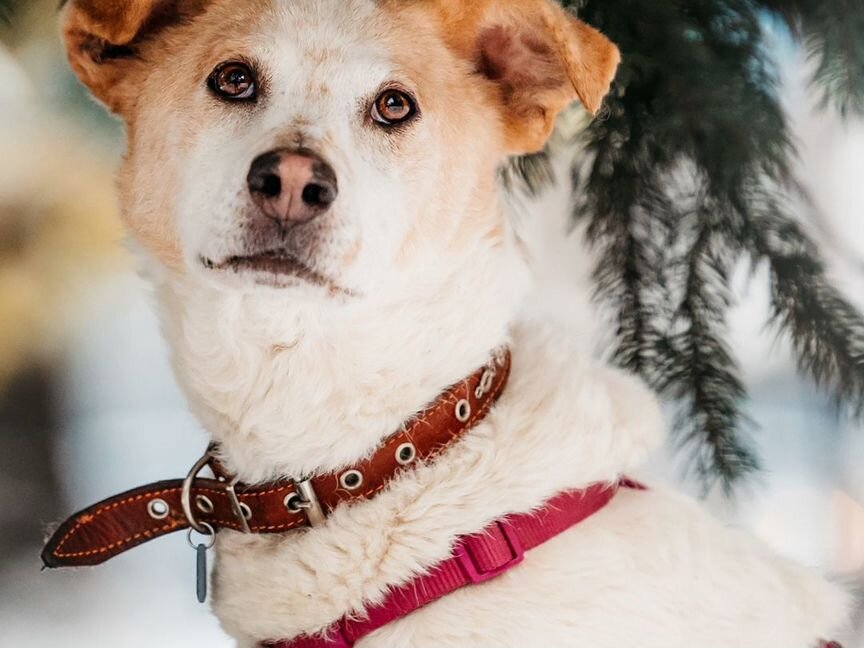 Немолодой песик в добрые руки