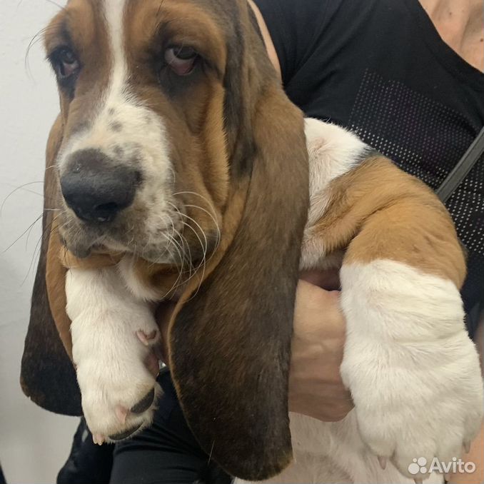 Бассет хаунд мальчик