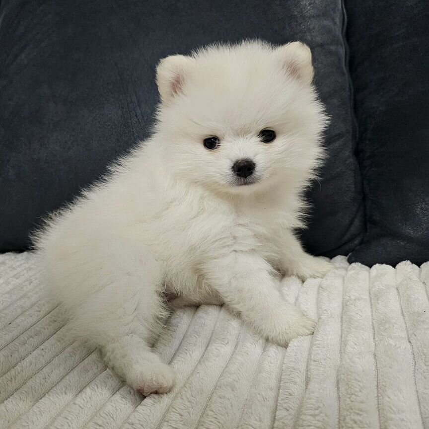 Щенок шпица мальчик