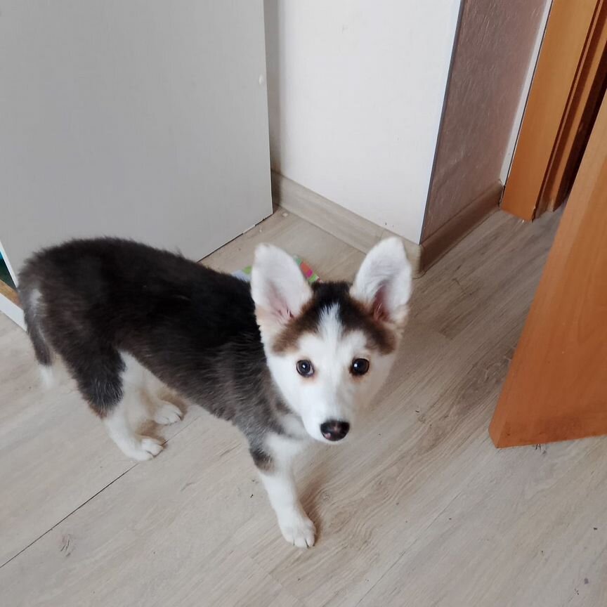 Щенок ищет дом