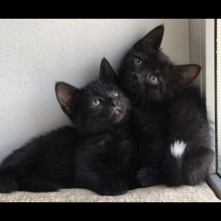 Животные в добрые руки