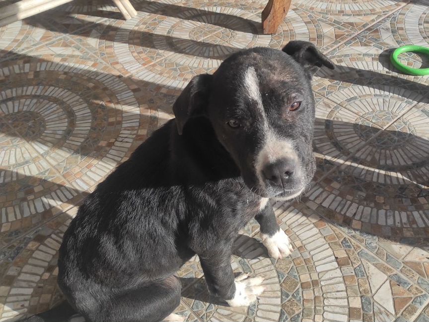 Собака в добрые руки