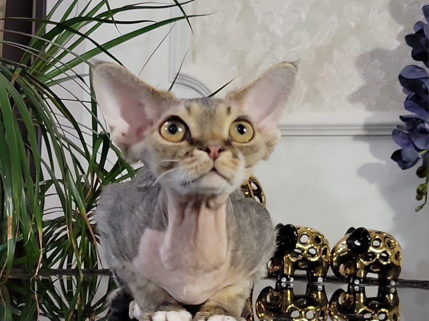 Девон-рекс ушастый мальчик