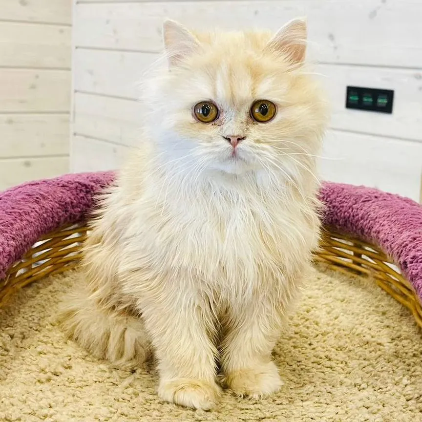 Британский котик