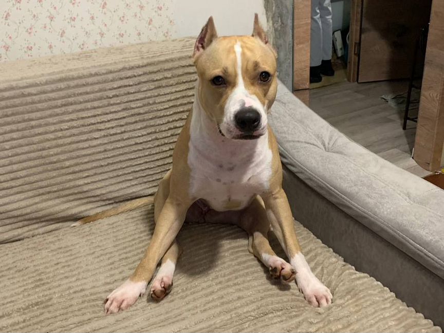 Стаффордширский терьер читайте описание до конца