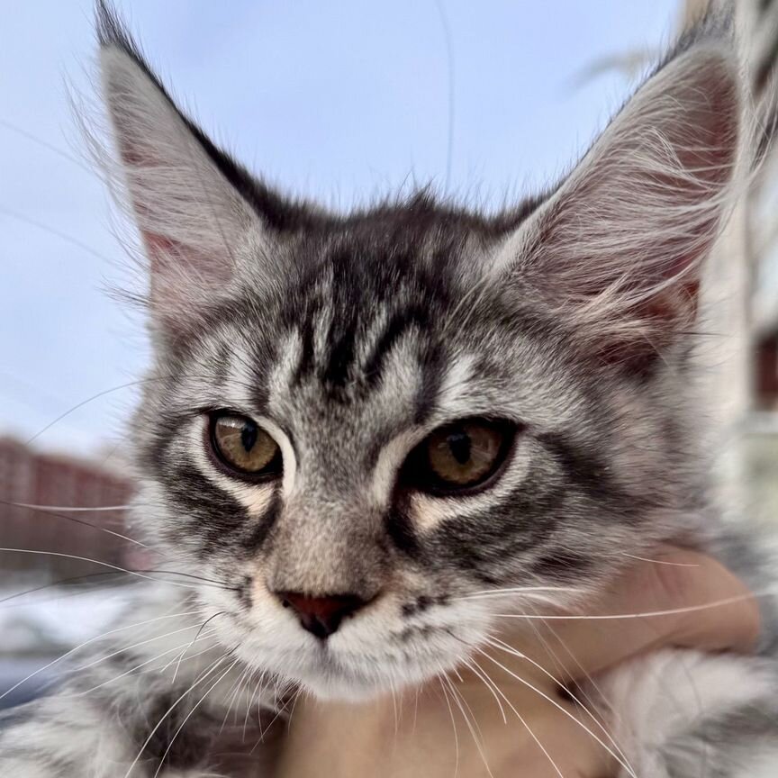Котята мейн-кун