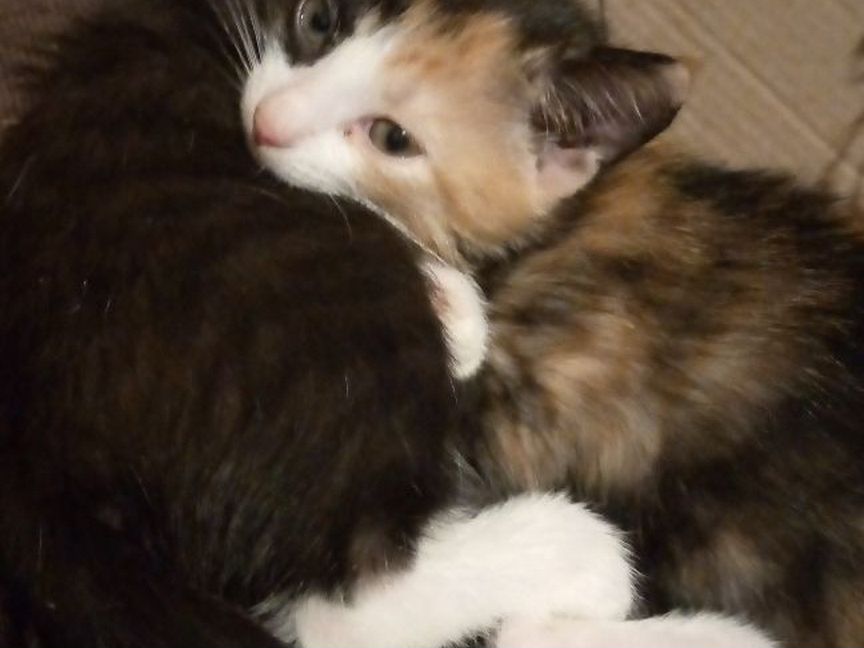 Кошка