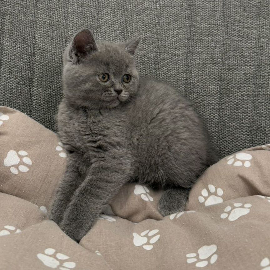 Котята бри