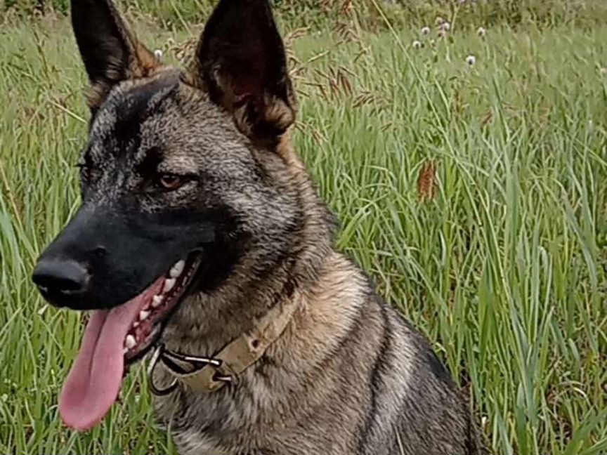 Бельгийская овчарка малинуа