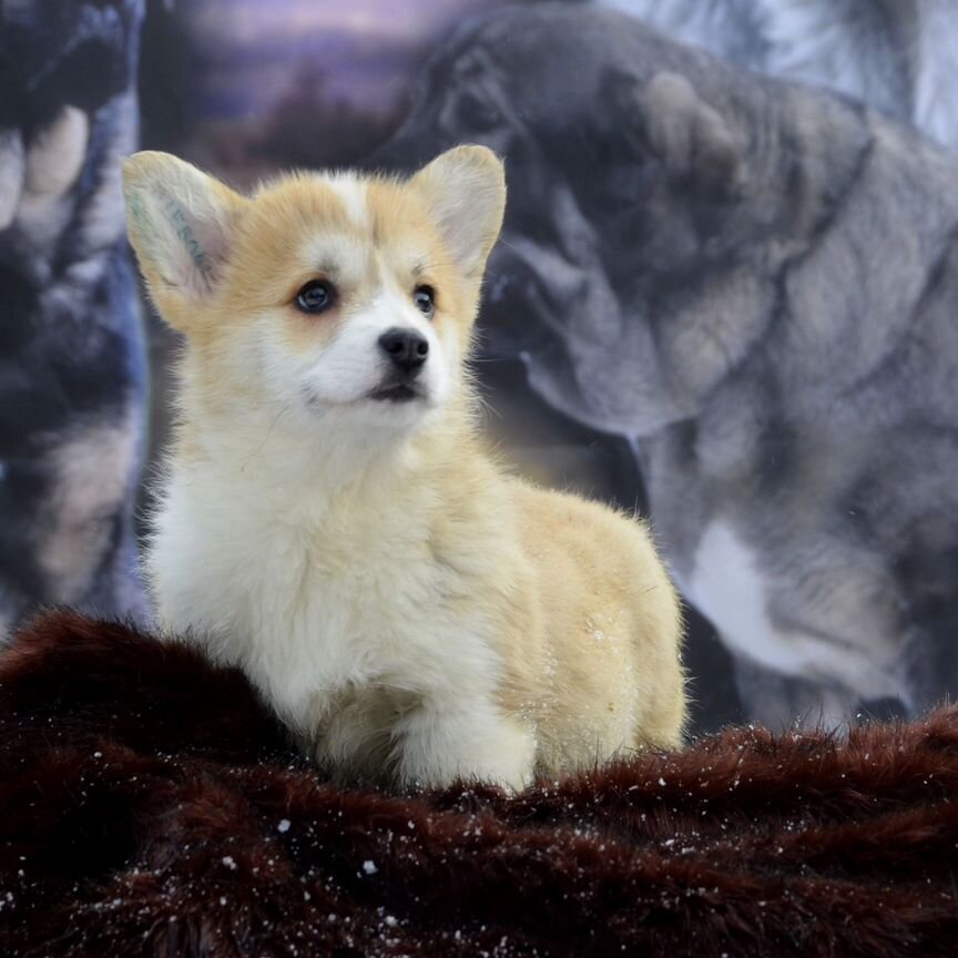 Щенок корги мальчик