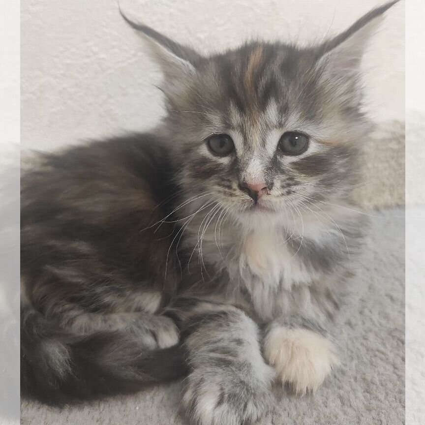 Мейн-кун котёнок