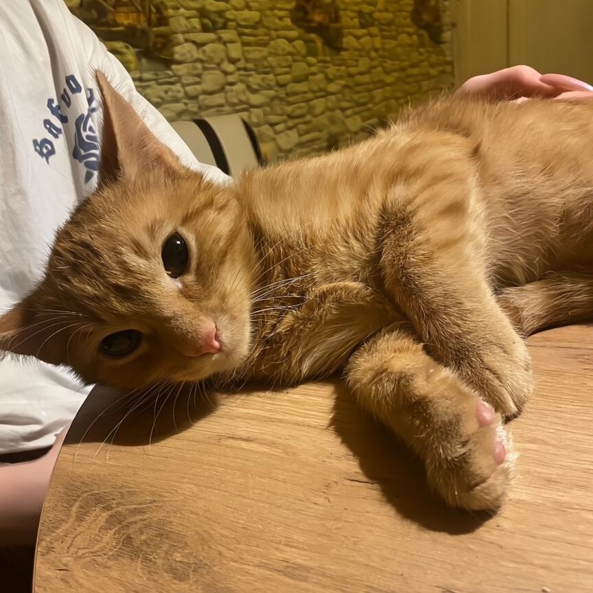 Котёнок в добрые руки